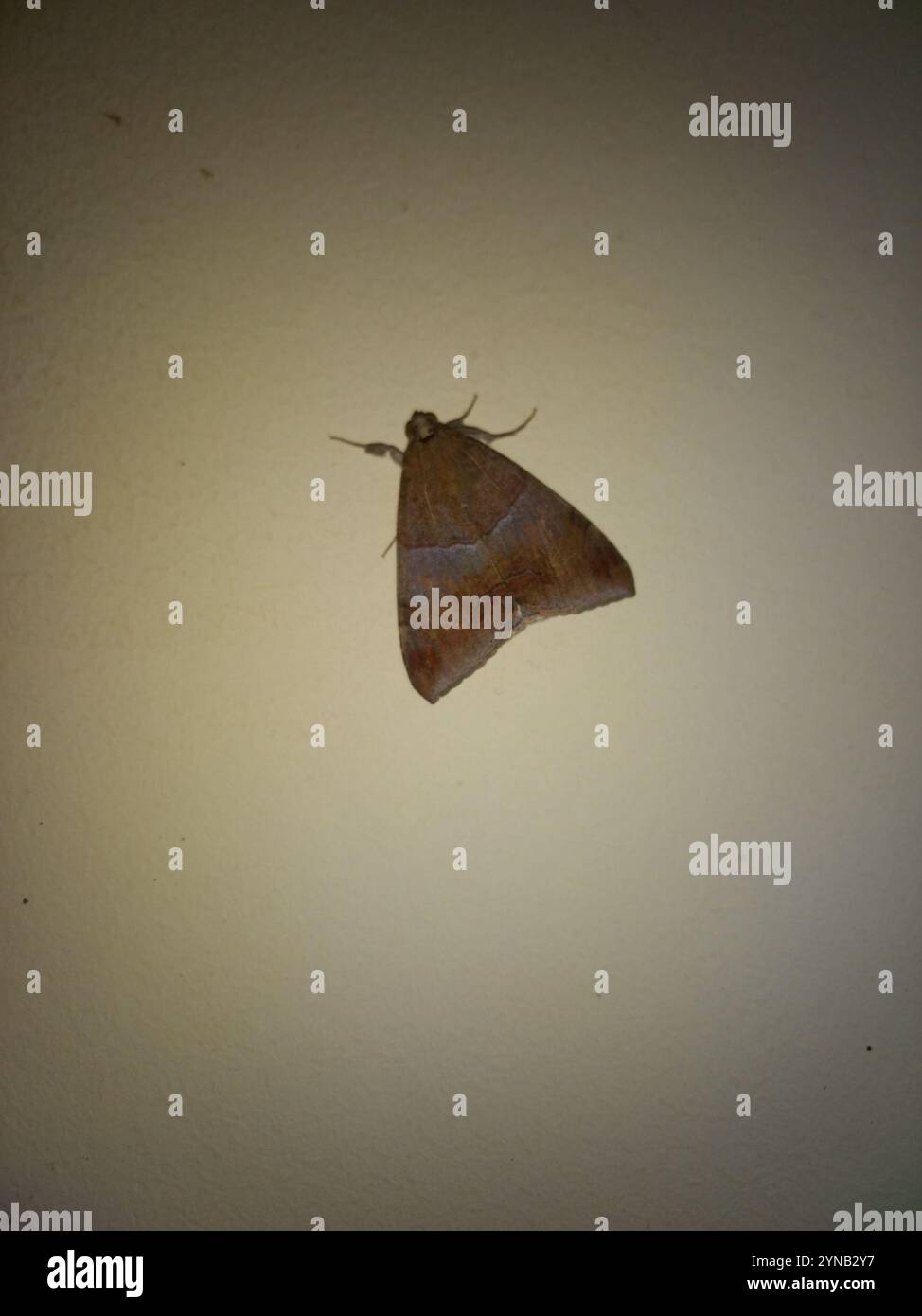 Semi looper hi-res stock photography and images - Alamy