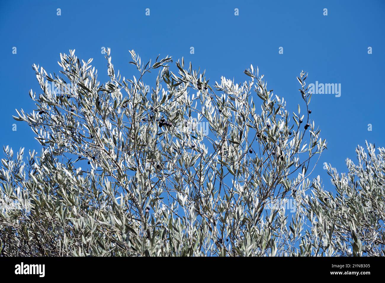 black ripe Olives on an olive tree with blue sky background ...