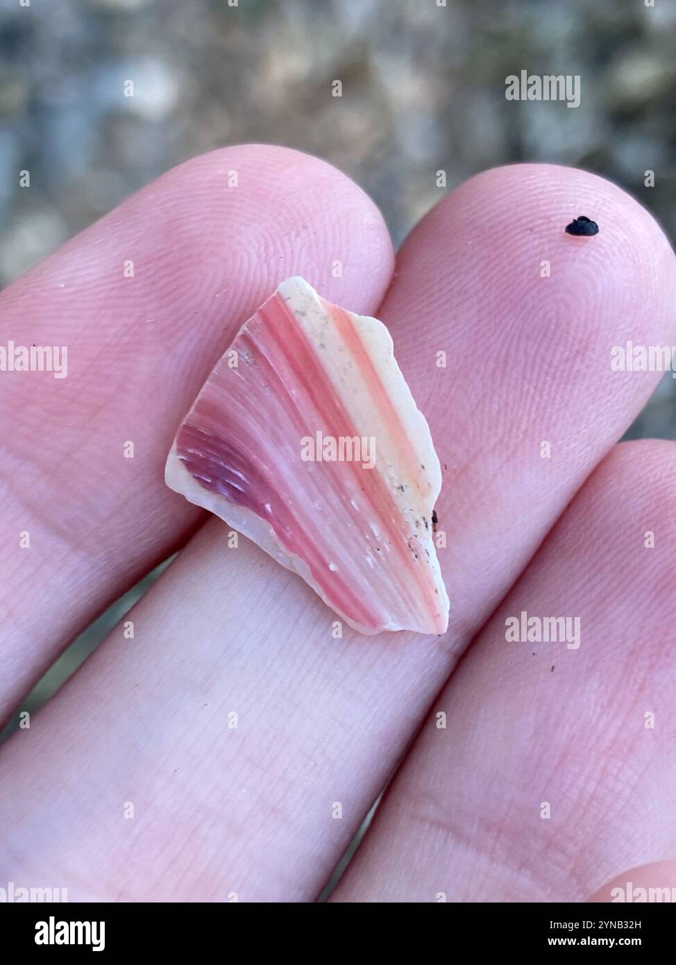 Modiolus hi-res stock photography and images - Alamy