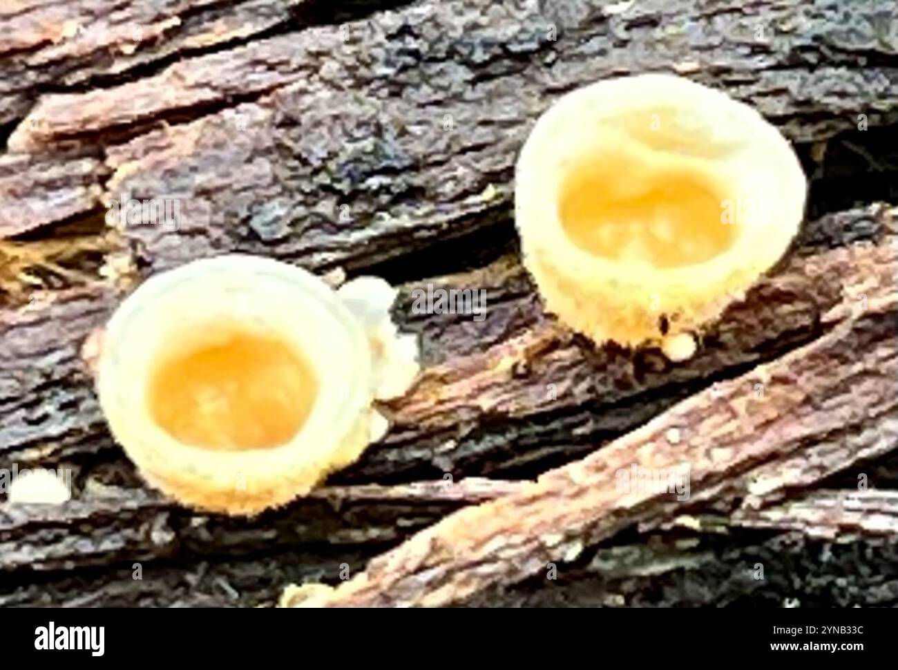 woolly bird's nest fungus (Nidula niveotomentosa Stock Photo - Alamy