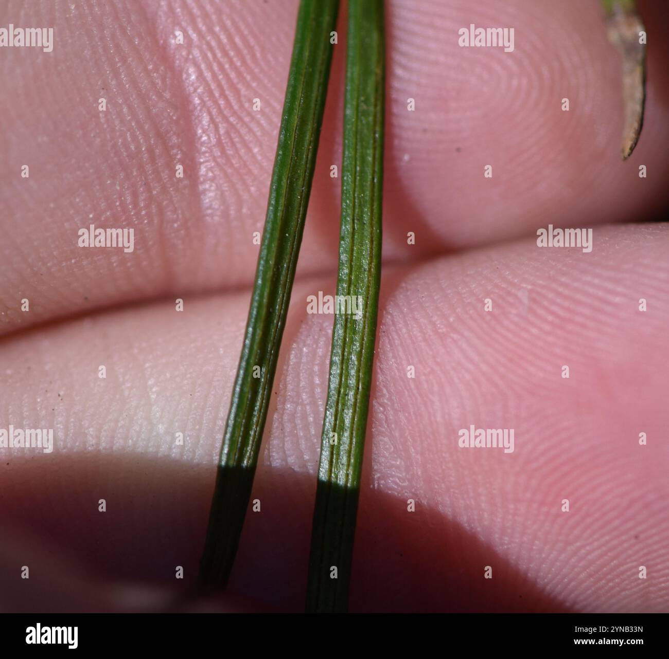 Shoestring Fern (Vittaria lineata Stock Photo - Alamy