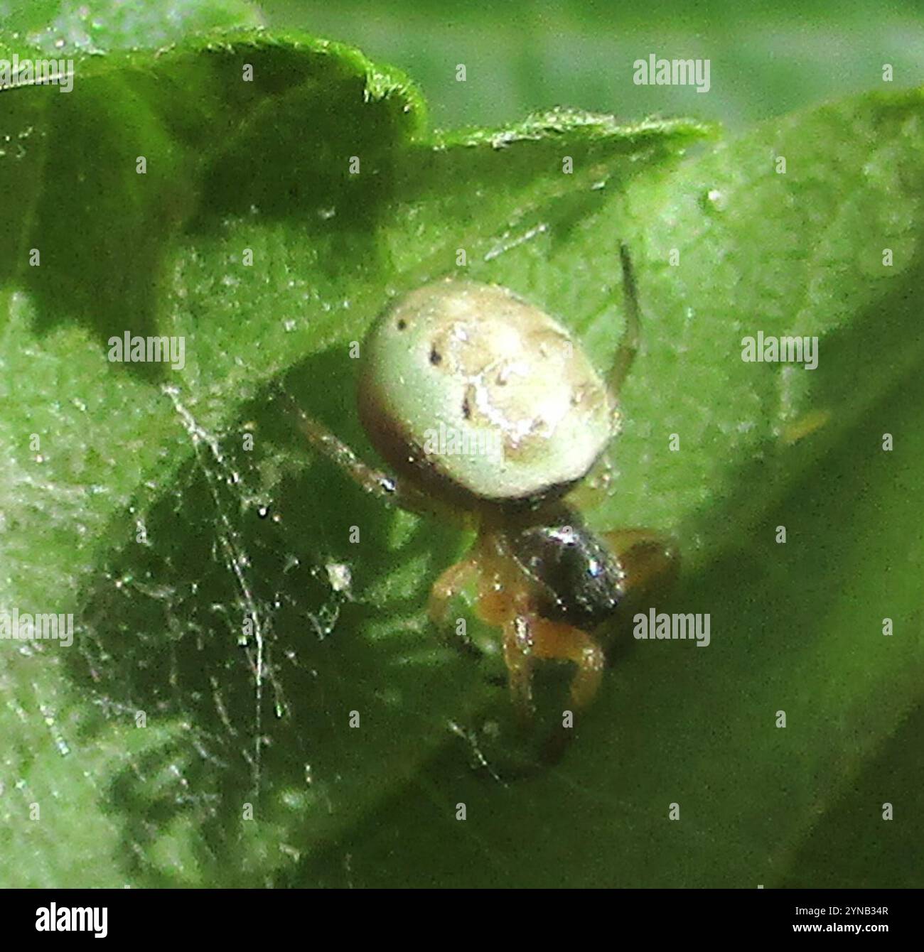 Green-pea Spider (Araneus apricus Stock Photo - Alamy