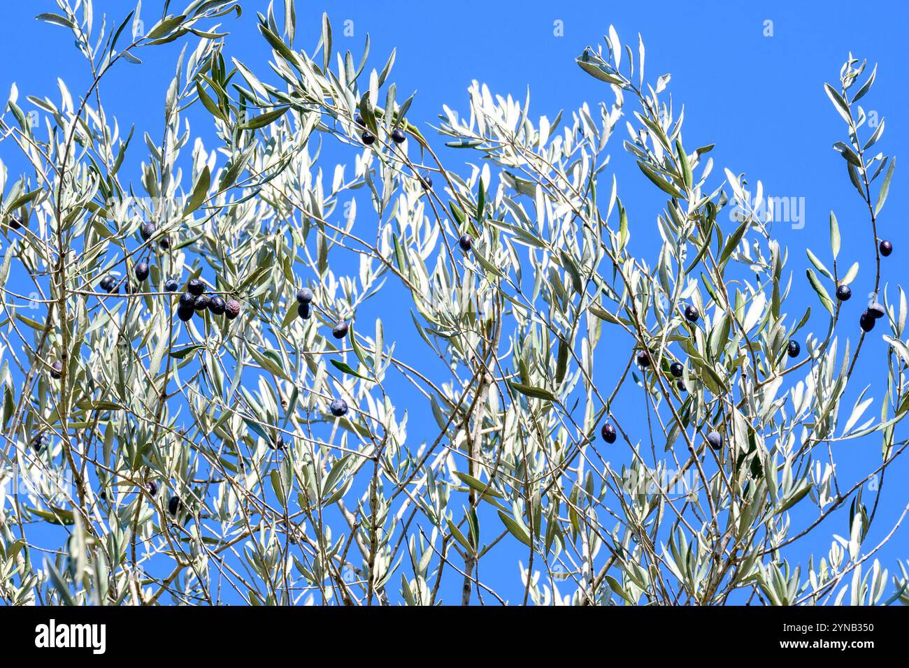 black ripe Olives on an olive tree with blue sky background ...