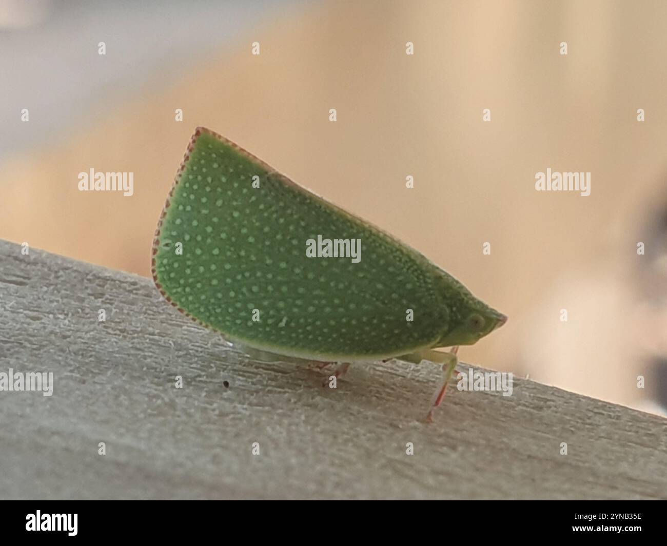 Torpedo Bug (Siphanta acuta Stock Photo - Alamy