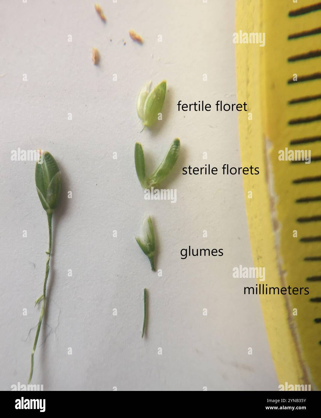 panic veldtgrass (Ehrharta erecta Stock Photo - Alamy