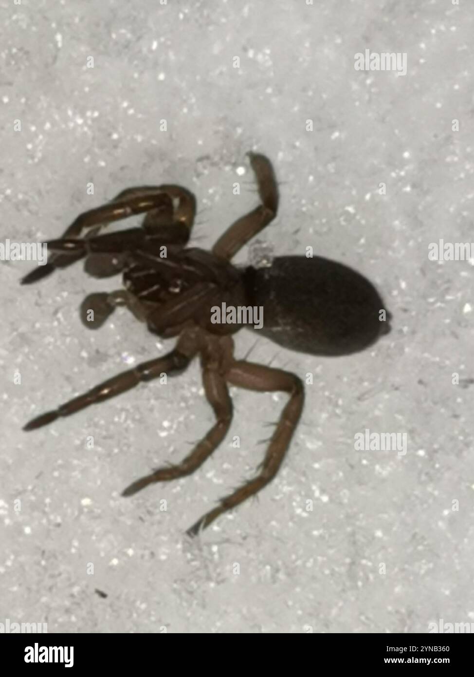 Stealthy Ground Spiders (Gnaphosidae Stock Photo - Alamy