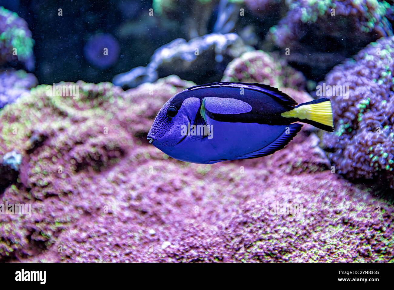 An Saltwater Fish Tank with Coral and Fish Stock Photo - Alamy