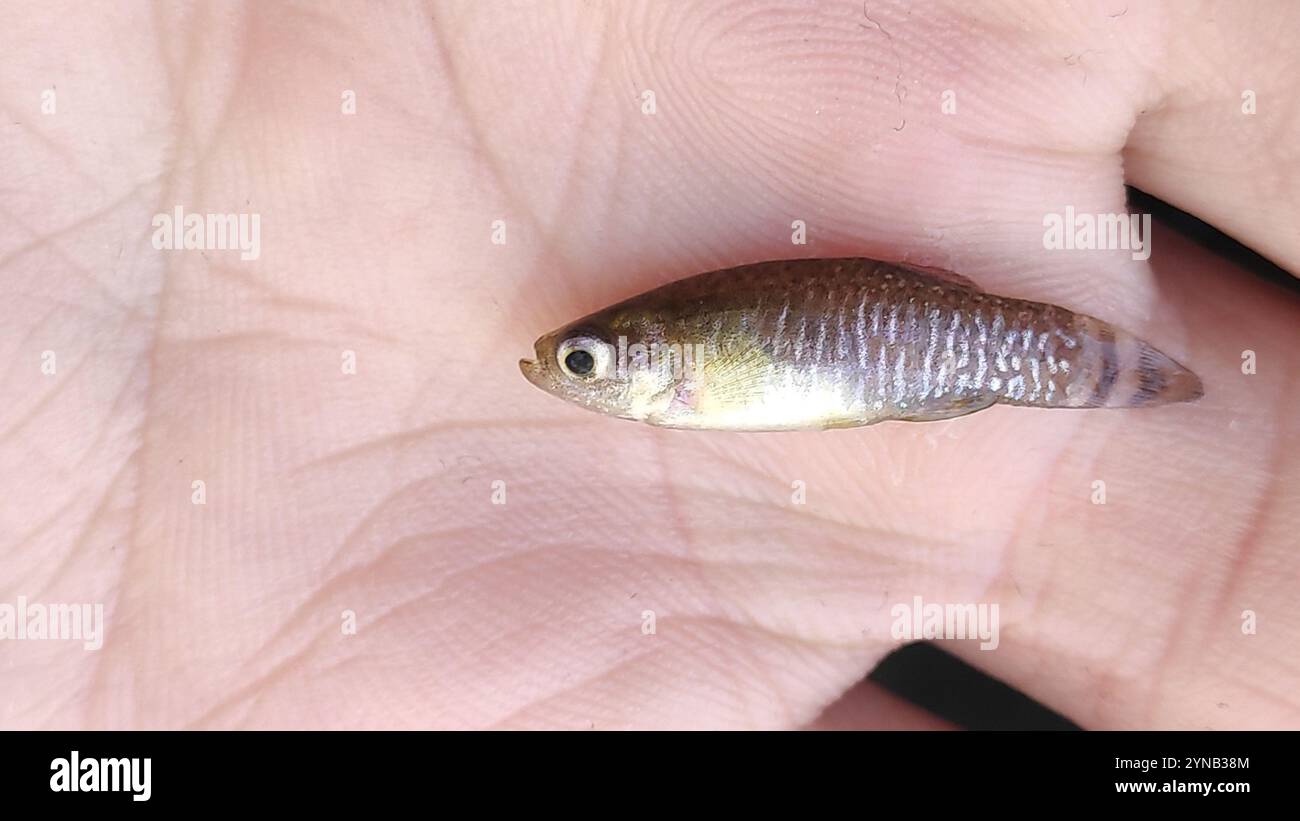 Iberian toothcarp (Apricaphanius iberus Stock Photo - Alamy