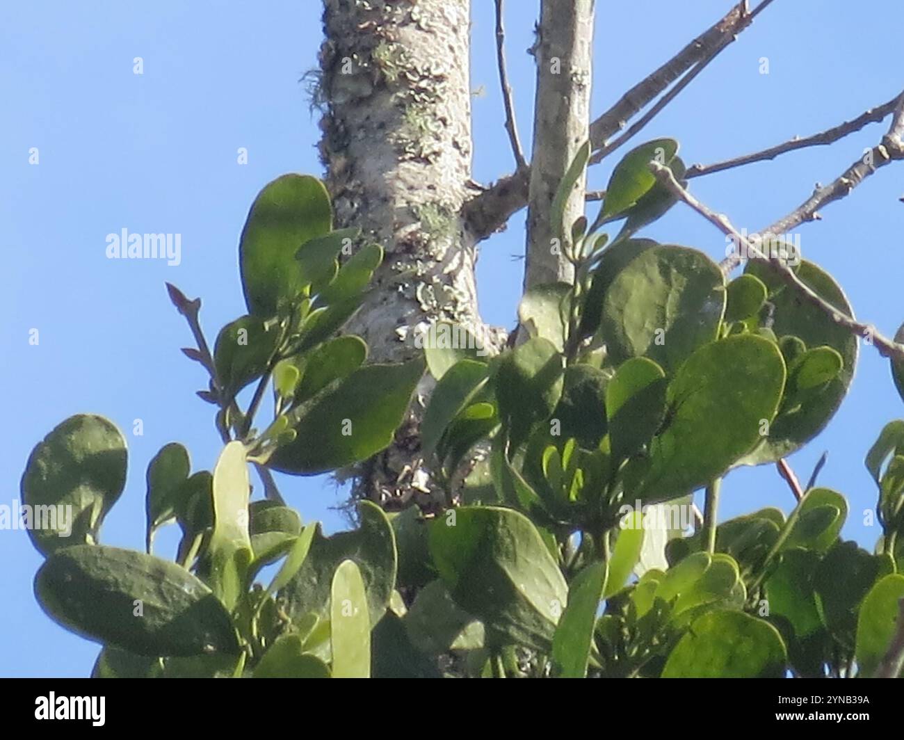American Mistletoe (Phoradendron leucarpum Stock Photo - Alamy
