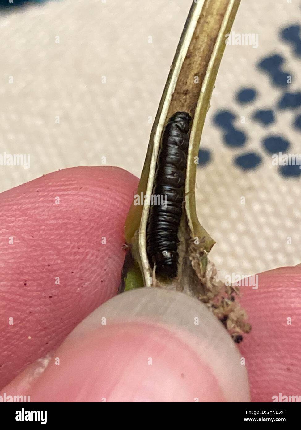 Amazon Queen Moth (Penthesilea difficilis Stock Photo - Alamy