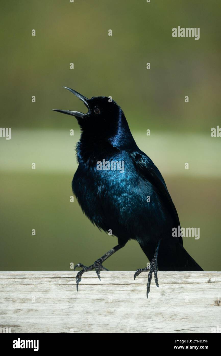 Boat-tailed Grackle (Quiscalus major Stock Photo - Alamy