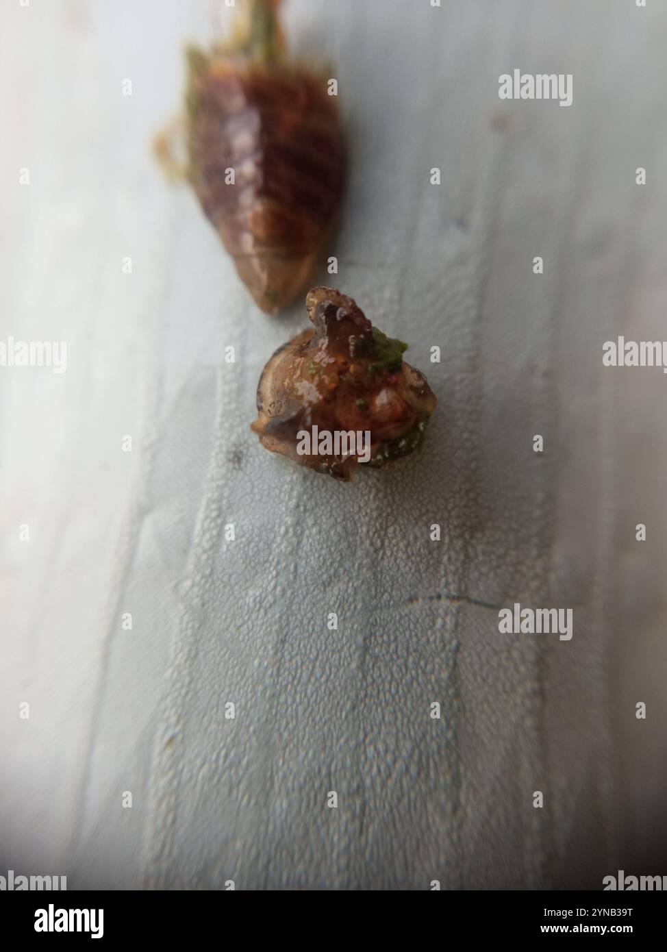 Horned Leafhopper (Ledra aurita Stock Photo - Alamy