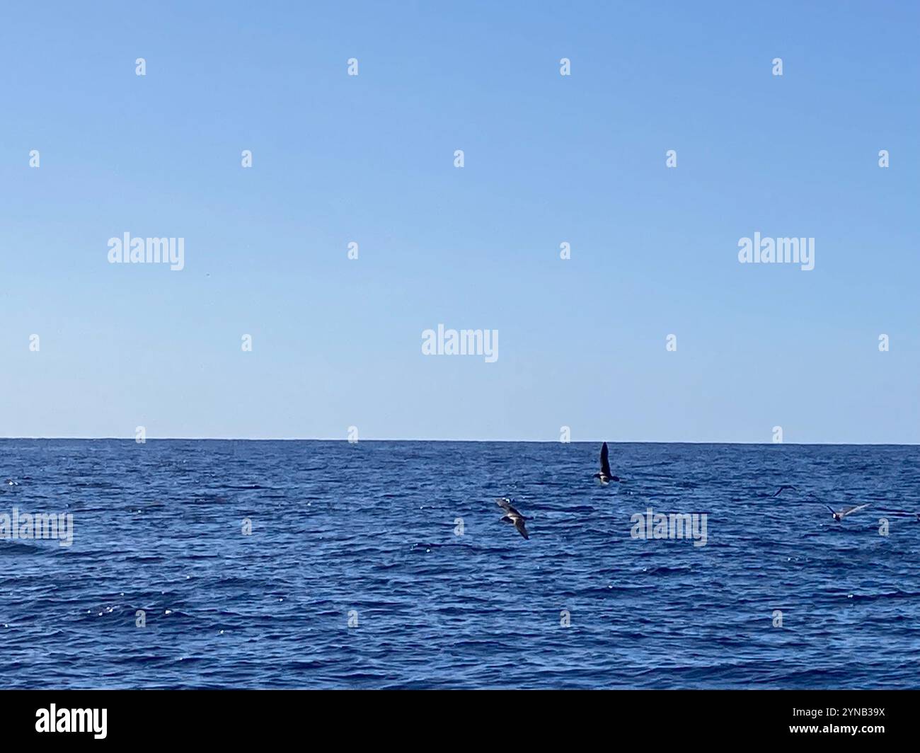 Large Shearwaters (Calonectris Stock Photo - Alamy