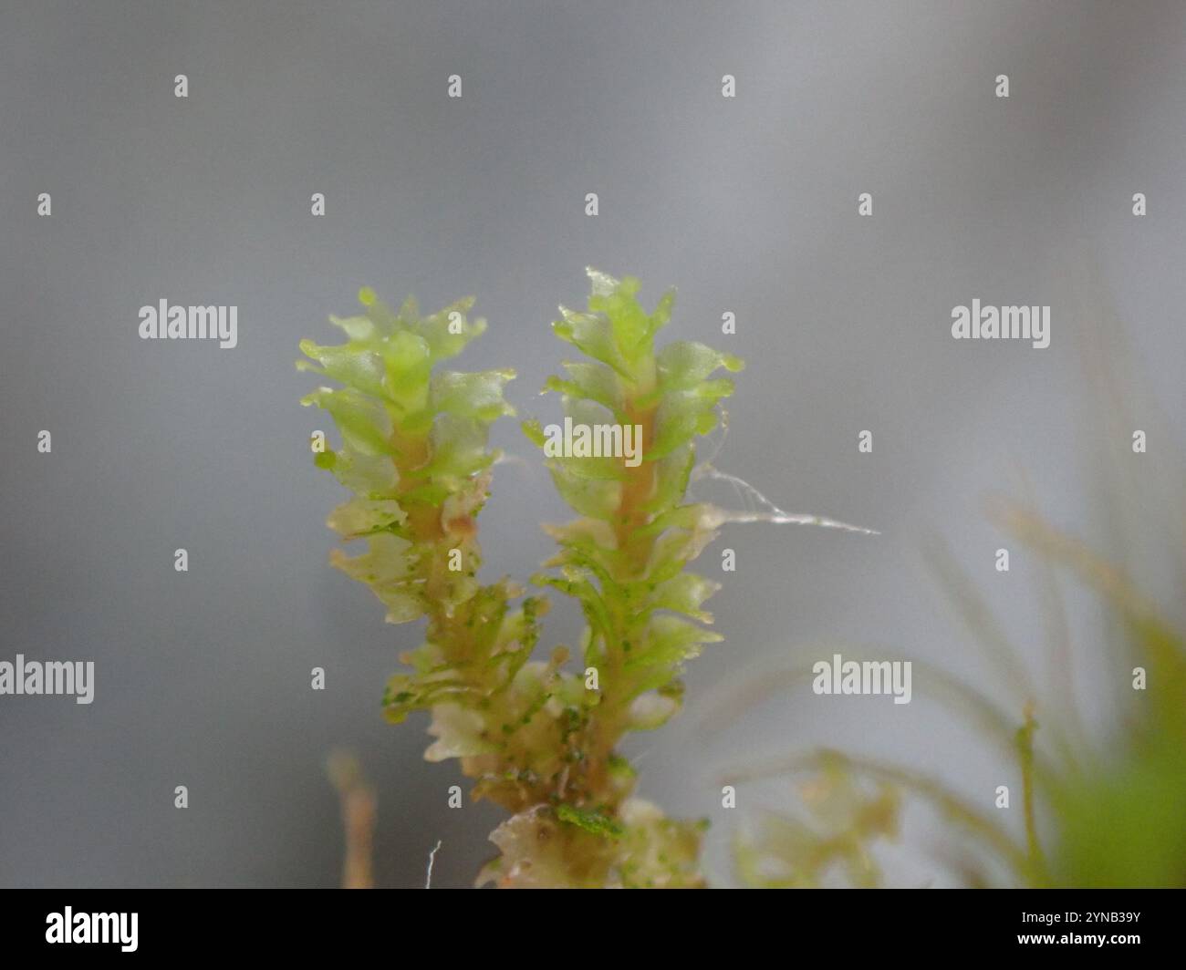 Tumid Notchwort (Lophozia ventricosa Stock Photo - Alamy