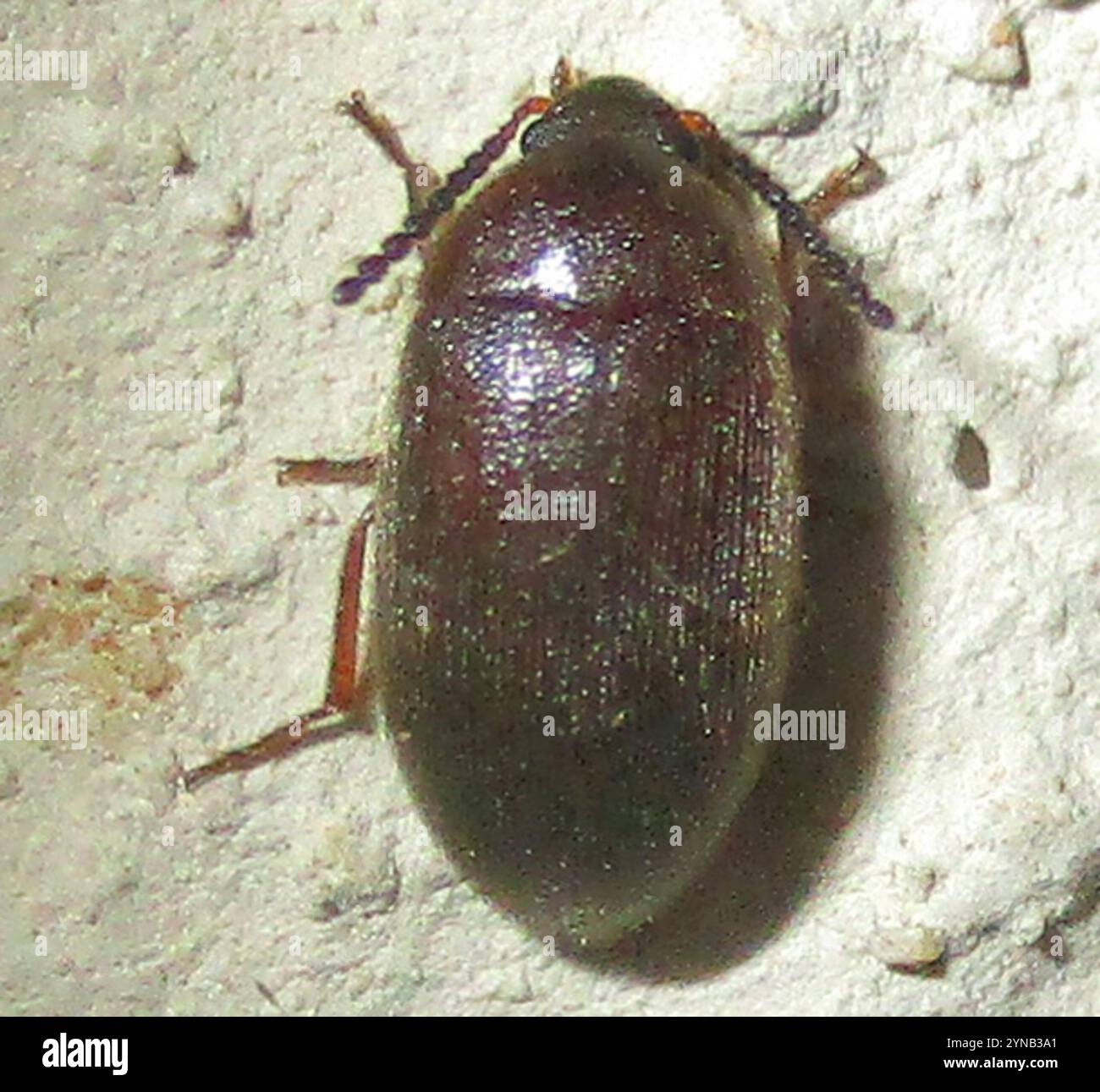 Comb clawed darkling beetles hi-res stock photography and images - Alamy