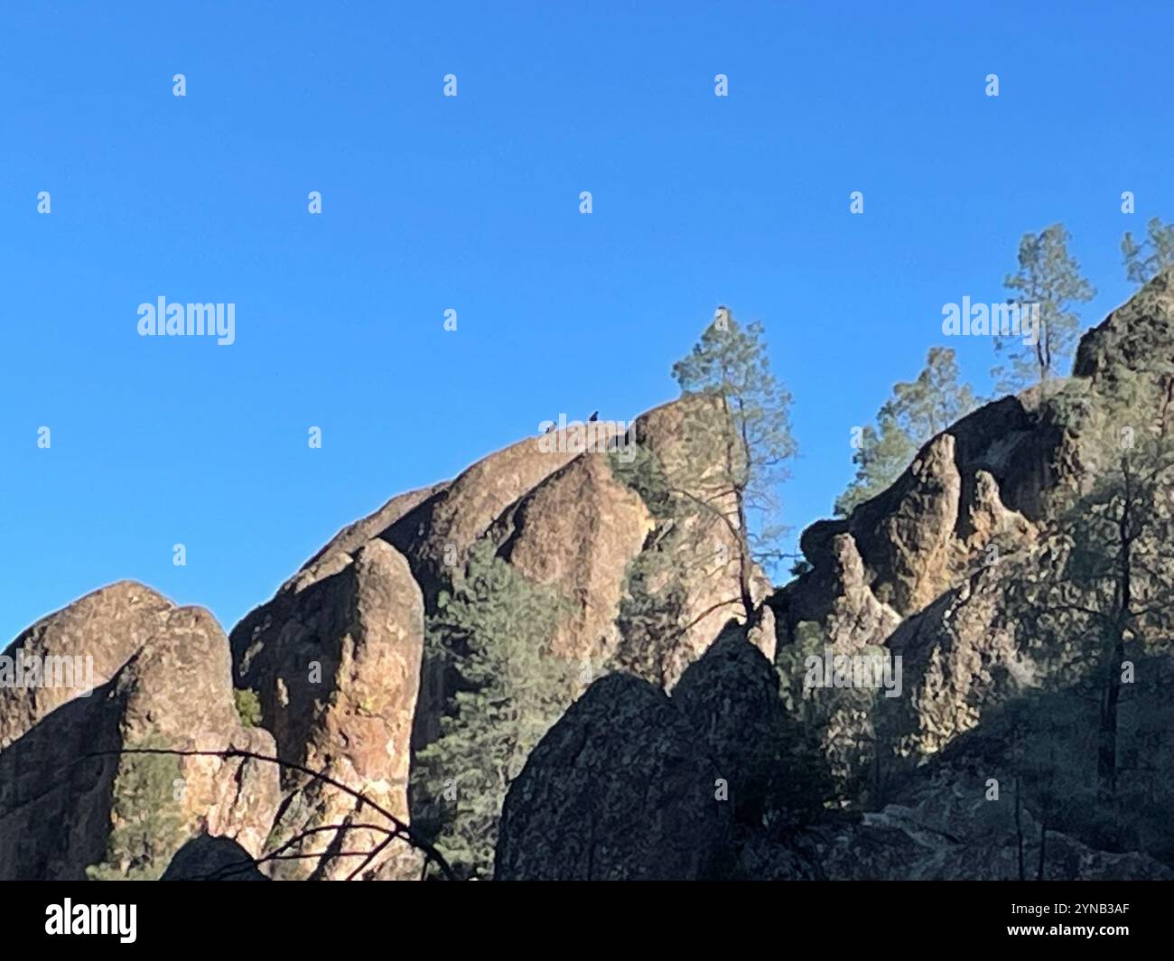 gray pine (Pinus sabiniana Stock Photo - Alamy