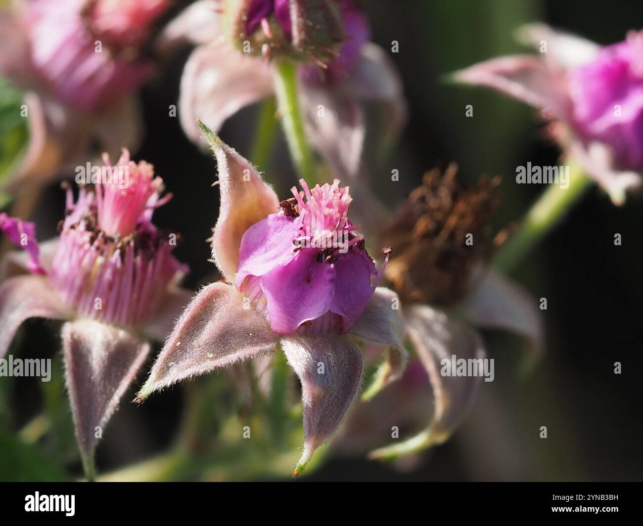 Rubus parvifolius leaf hi-res stock photography and images - Alamy
