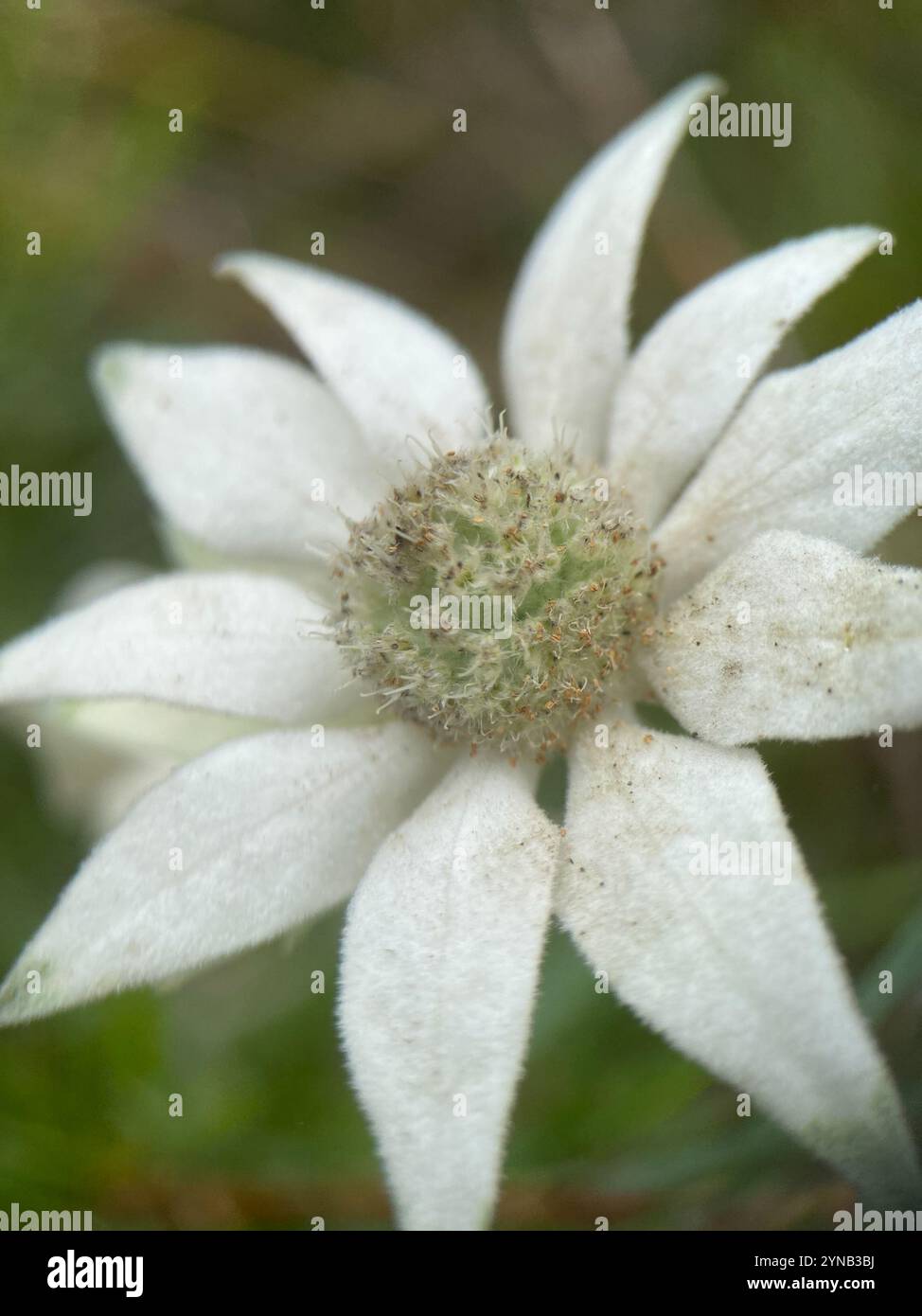 Flannel flower actinotus helianthi hi-res stock photography and images ...