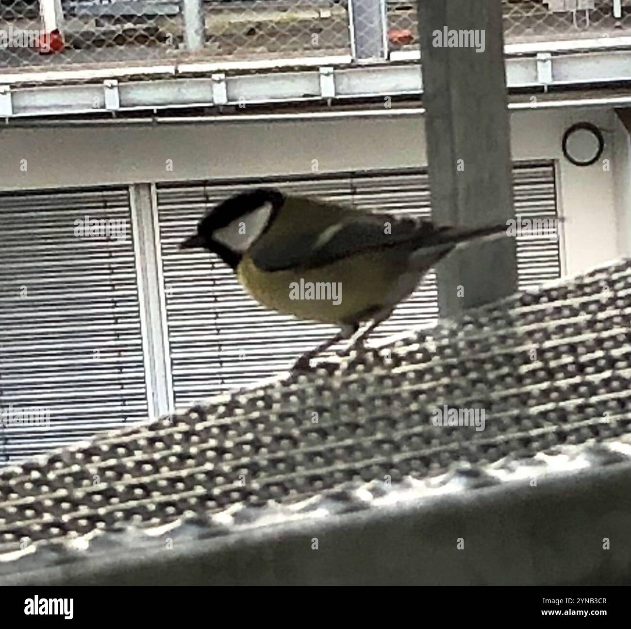Great Tit (Parus major Stock Photo - Alamy