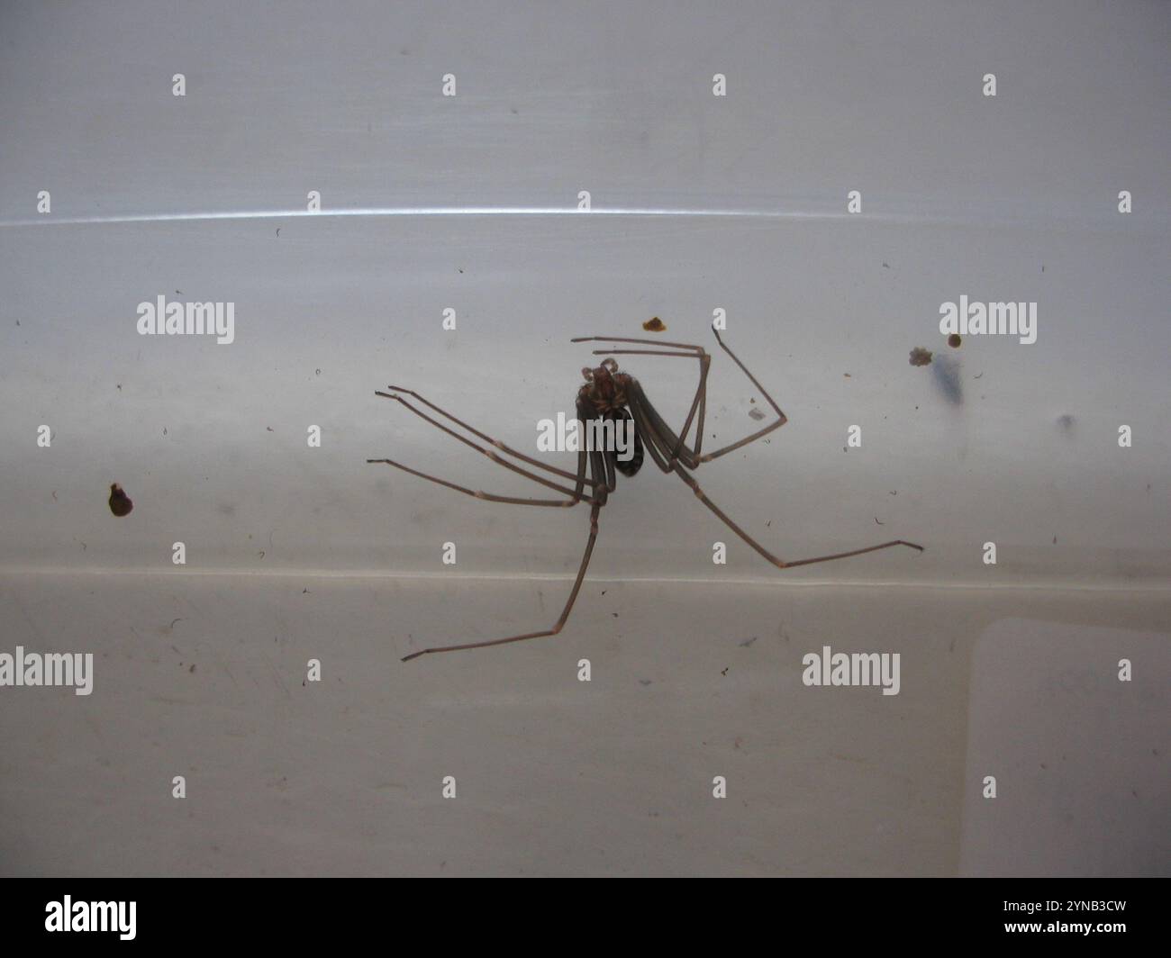 Recluse Spiders (Loxosceles Stock Photo - Alamy