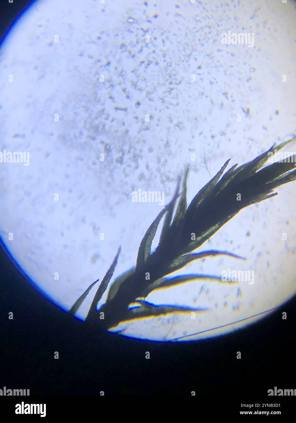 Archidium hi-res stock photography and images - Alamy