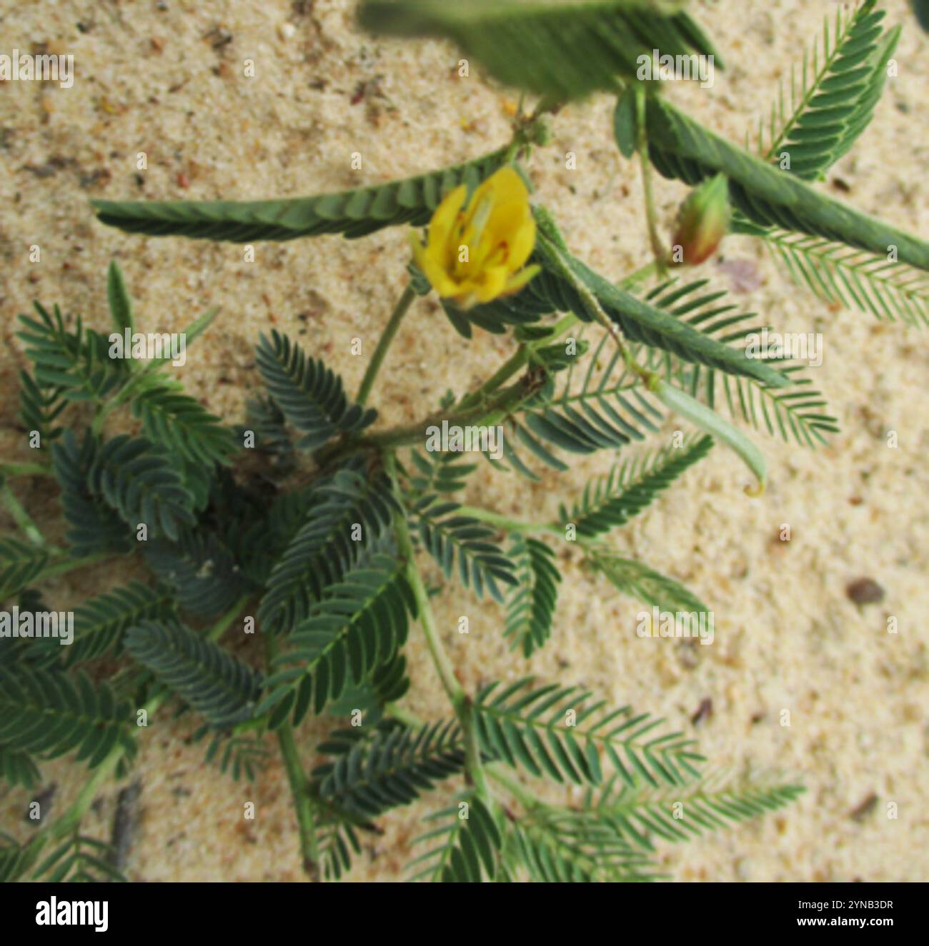 sensitive and partridge peas (Chamaecrista Stock Photo - Alamy