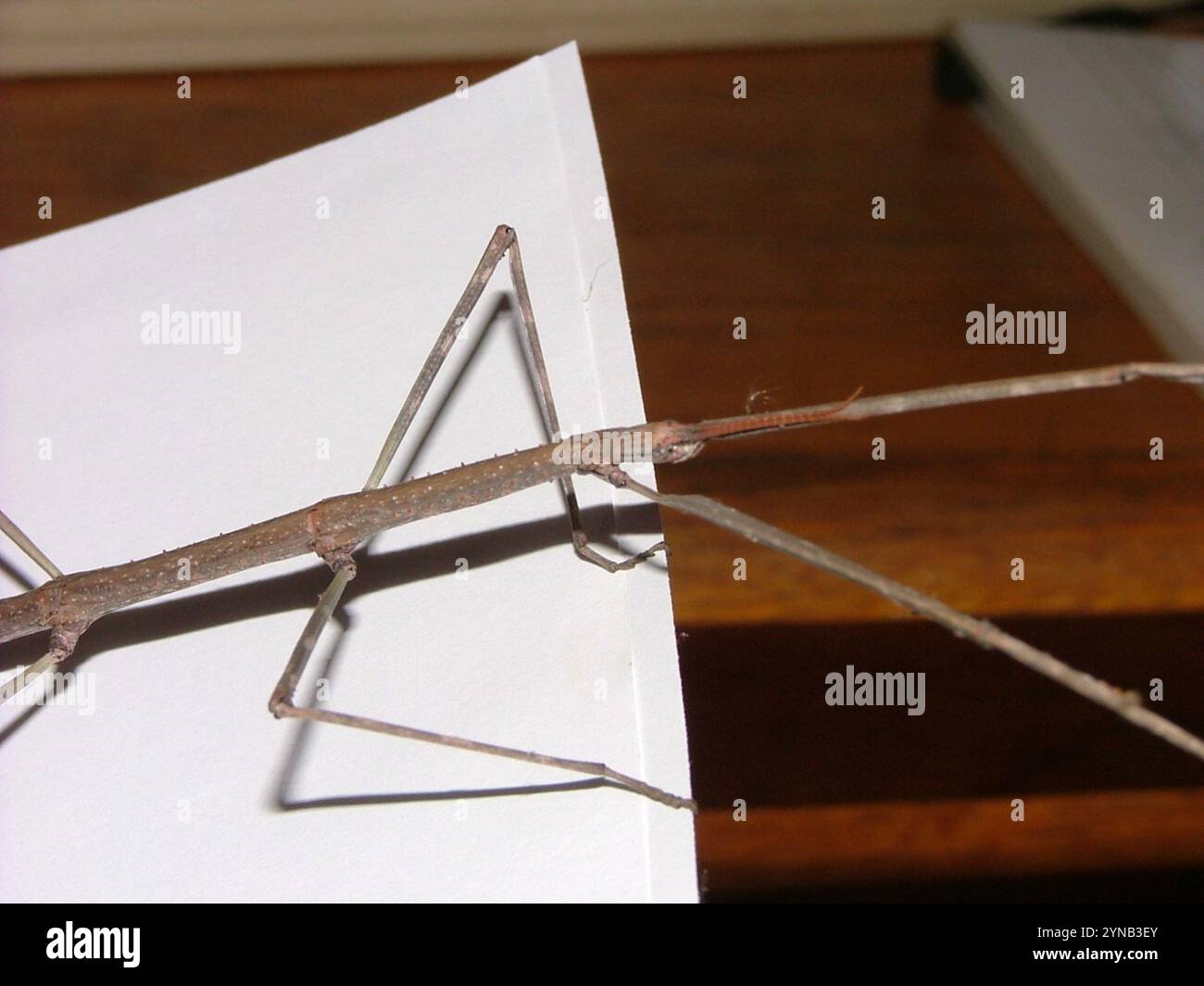 Stick Insects (Phasmida Stock Photo - Alamy