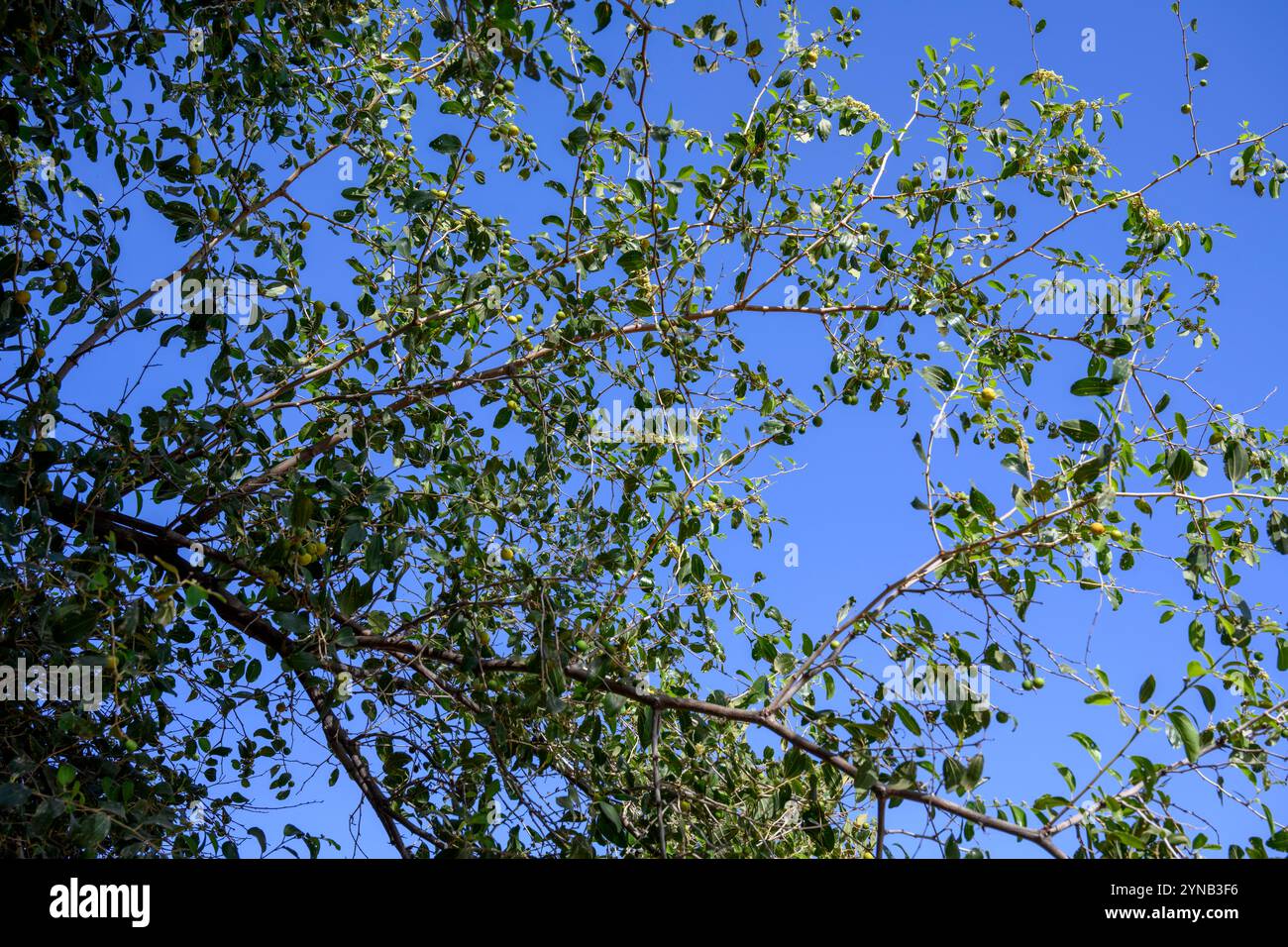 Ziziphus spina-christi, known as the Christ's thorn jujube, is an ...