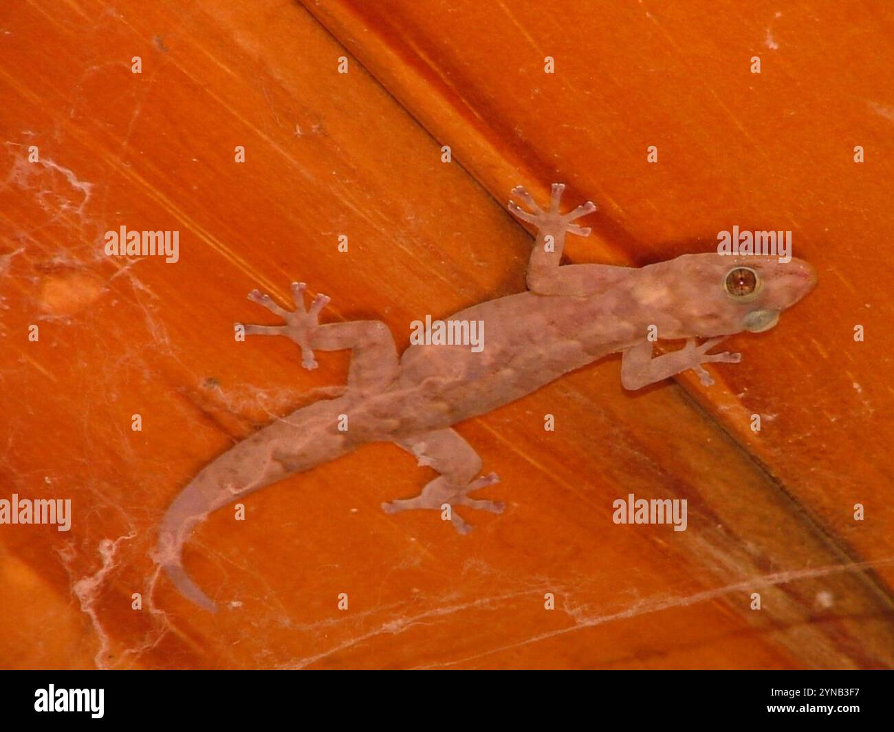 Tropical House Gecko (Hemidactylus mabouia Stock Photo - Alamy