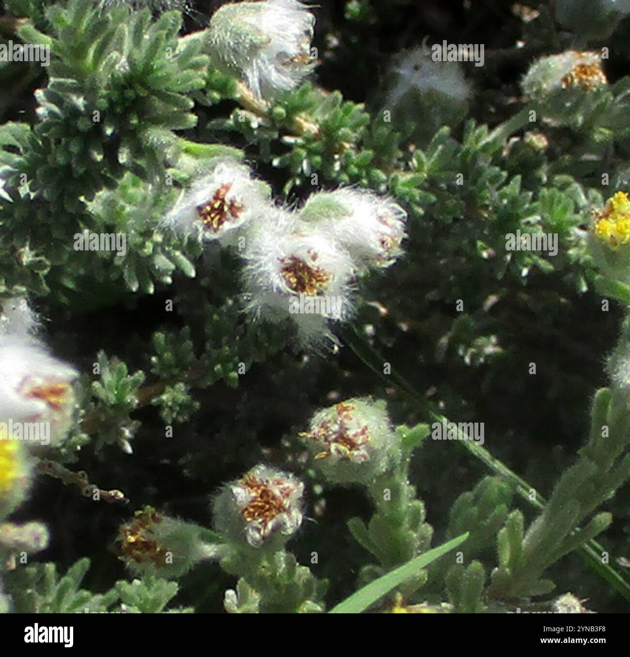 Desert Kapok (Eriocephalus luederitzianus Stock Photo - Alamy