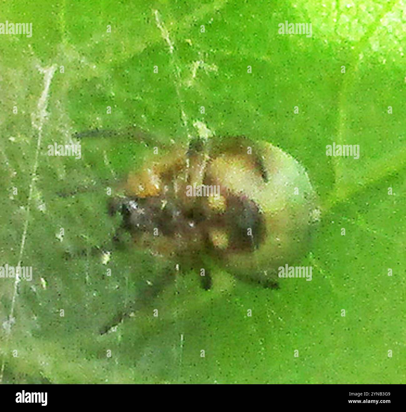 Pea spider hi-res stock photography and images - Alamy