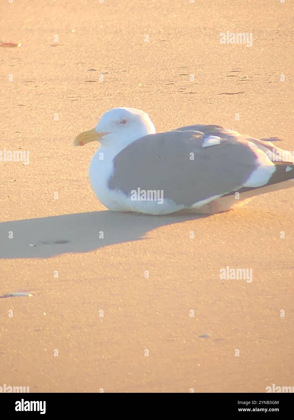 Large White-headed Gulls (Larus Stock Photo - Alamy