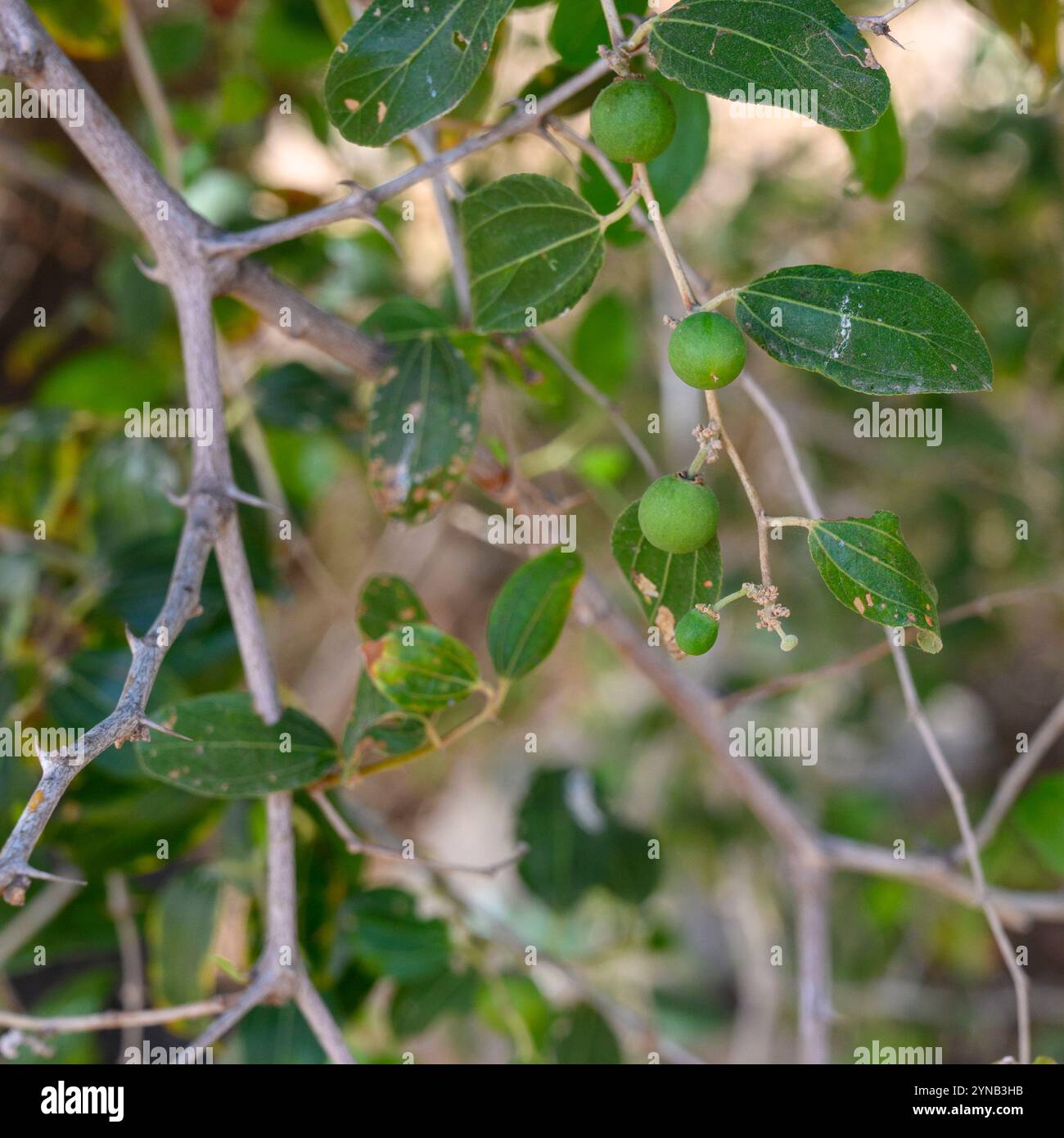 Ziziphus spina-christi, known as the Christ's thorn jujube, is an ...