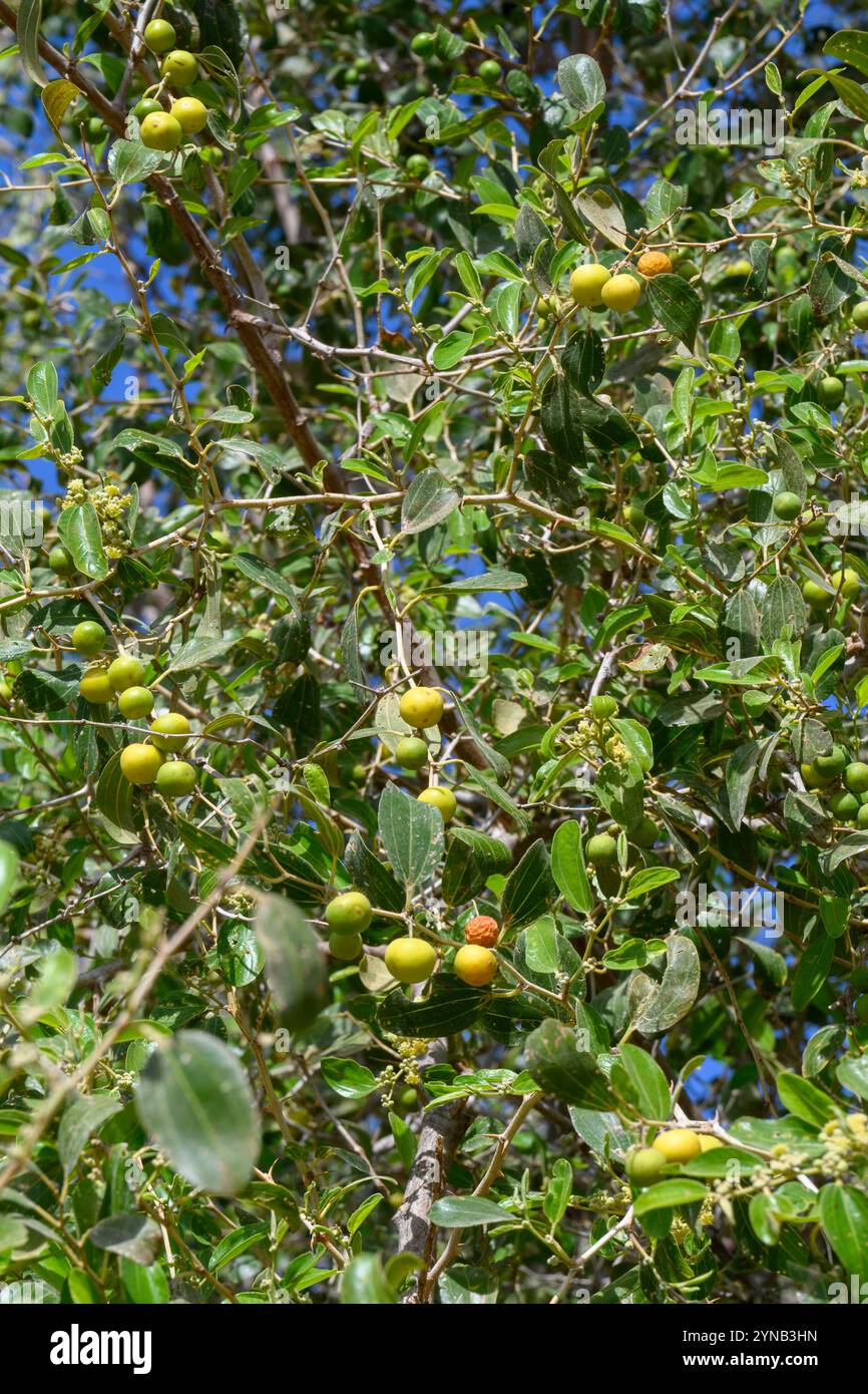 Ziziphus spina-christi, known as the Christ's thorn jujube, is an ...