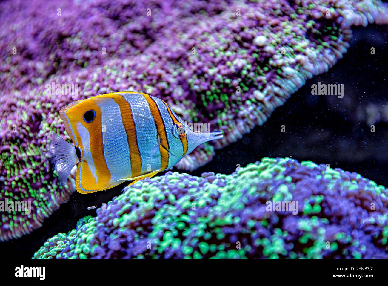 Saltwater fauna hi-res stock photography and images - Alamy