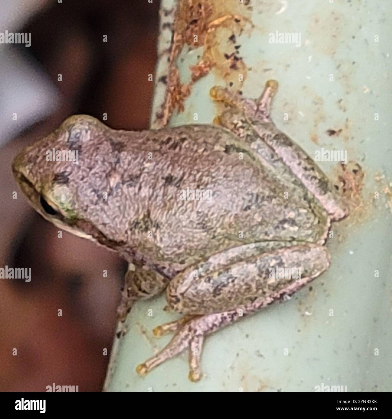 Squirrel Treefrog (Hyla squirella Stock Photo - Alamy