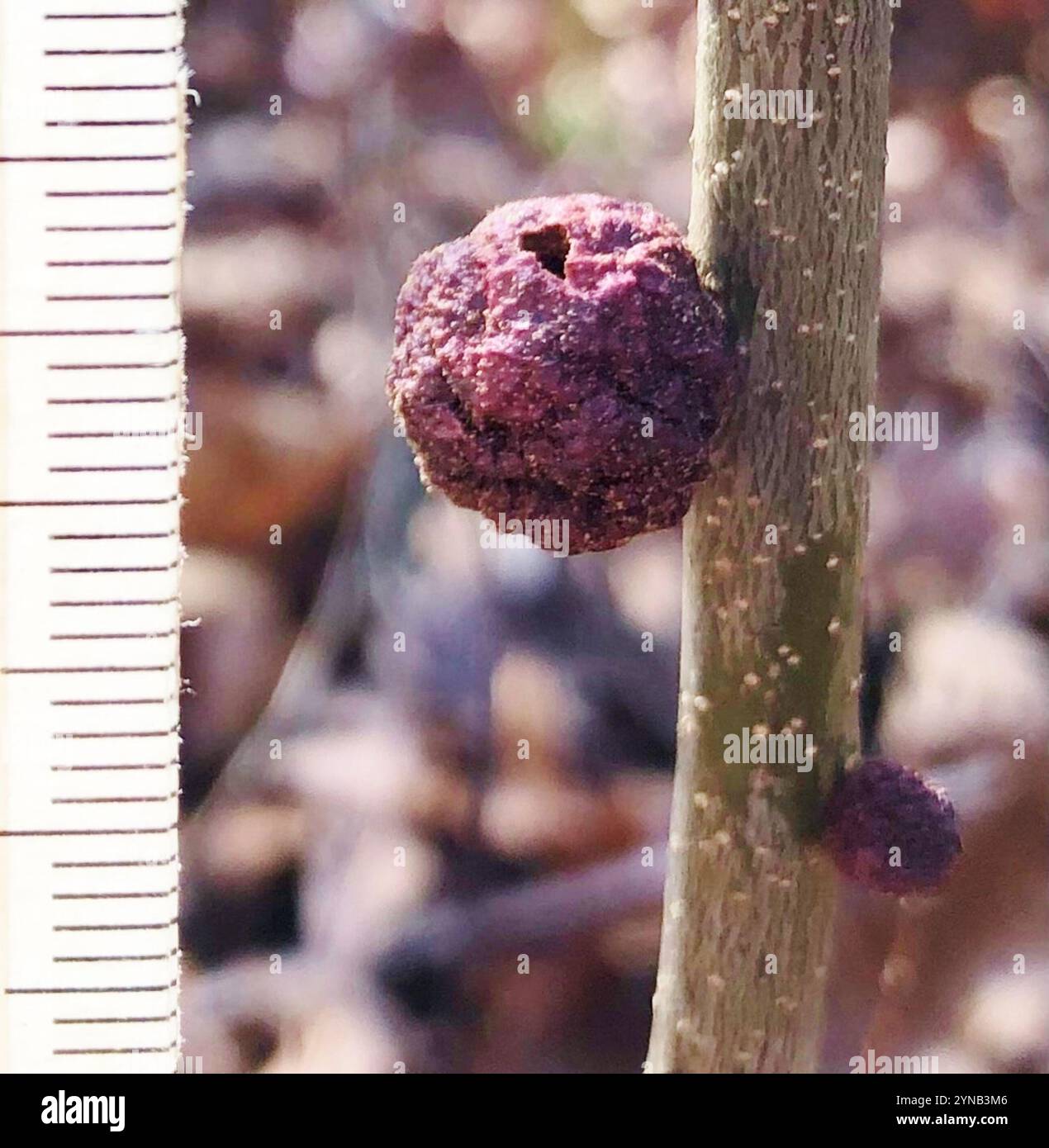 Globular root hi-res stock photography and images - Alamy