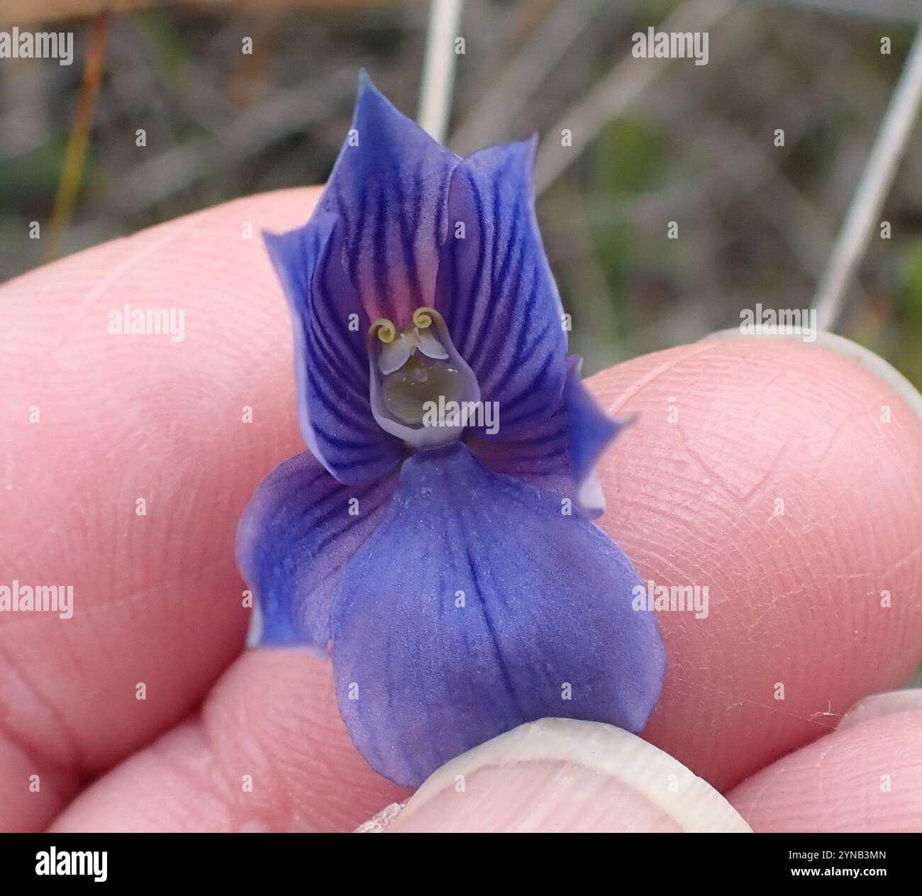 Swamp Sun Orchid (Thelymitra cyanea Stock Photo - Alamy