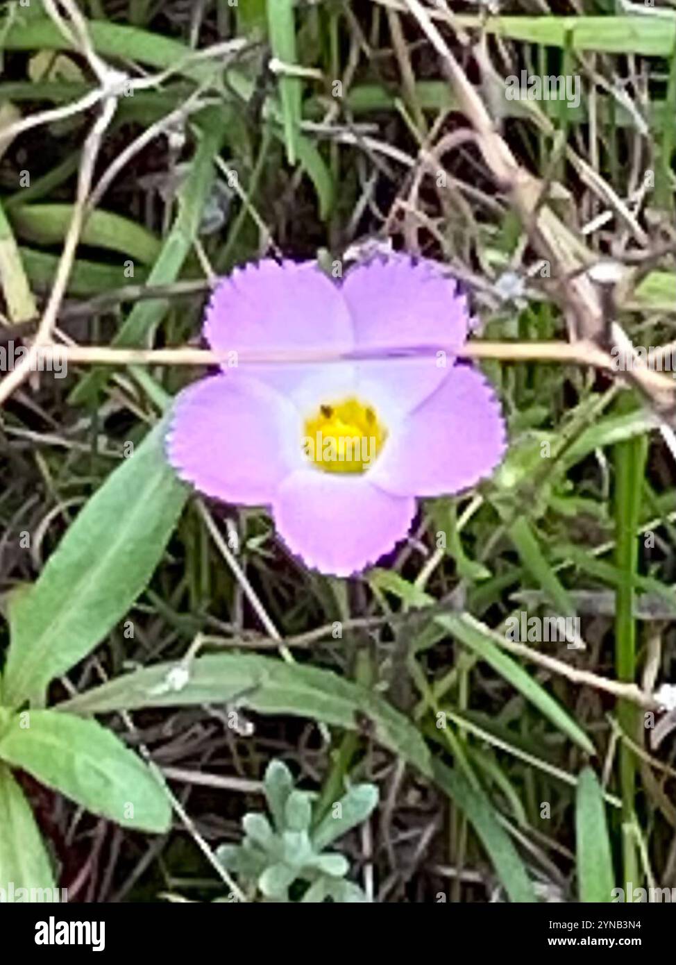 fringed linanthus (Linanthus dianthiflorus Stock Photo - Alamy