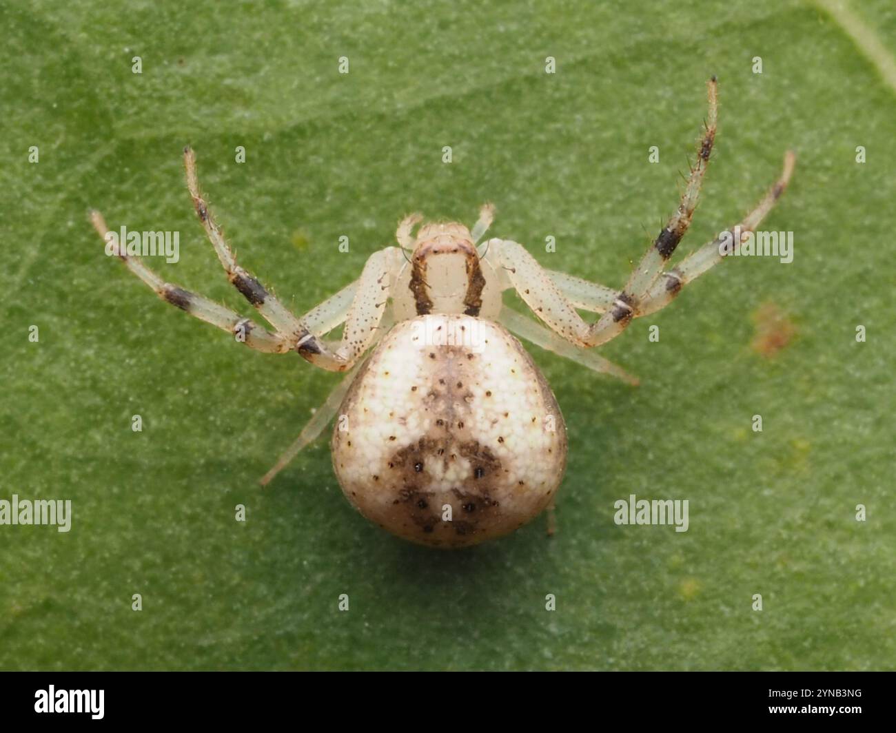 Crab Spiders (Thomisidae Stock Photo - Alamy