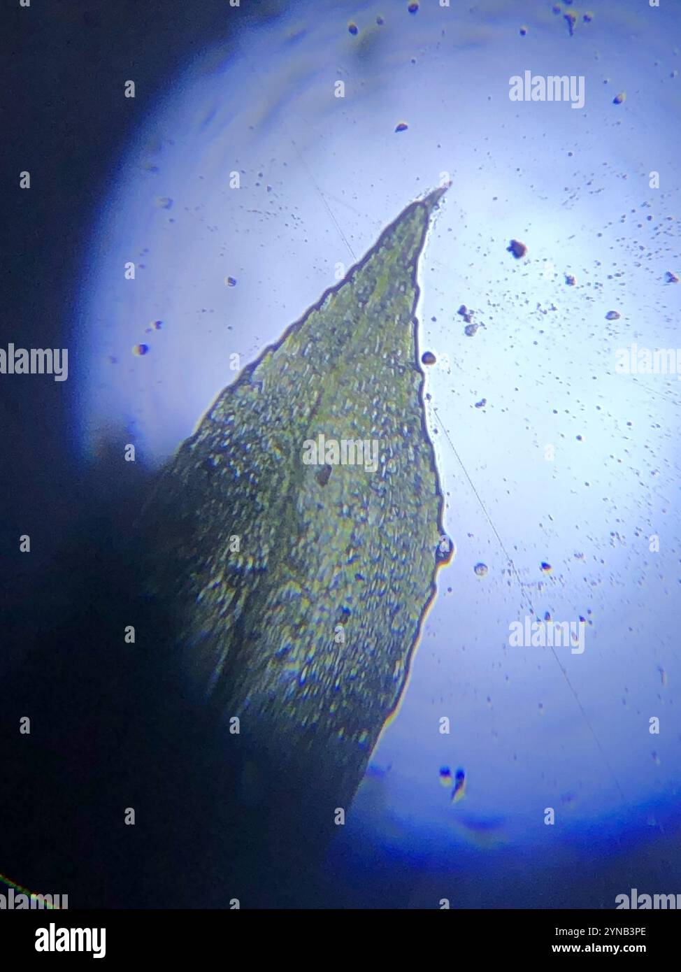 common bladder moss (Physcomitrium pyriforme Stock Photo - Alamy