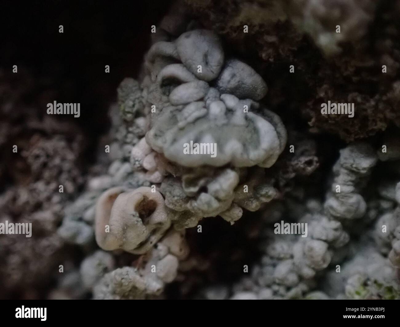 Double-Rimmed Saucer Lichen (Ochrolechia oregonensis Stock Photo - Alamy