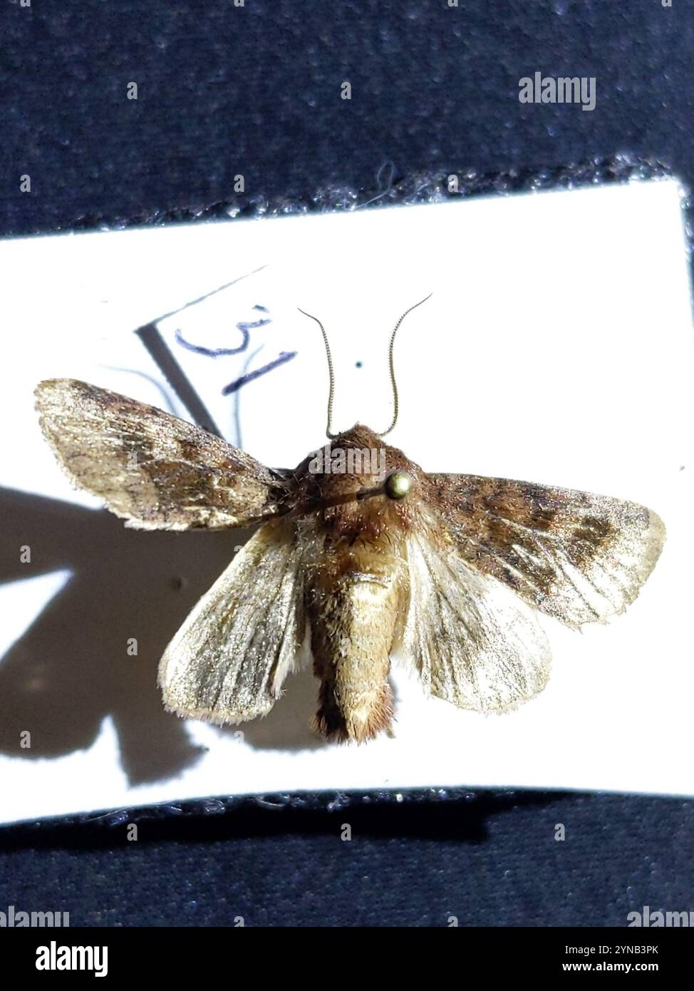 Bronzed Cutworm Moth (Nephelodes minians Stock Photo - Alamy