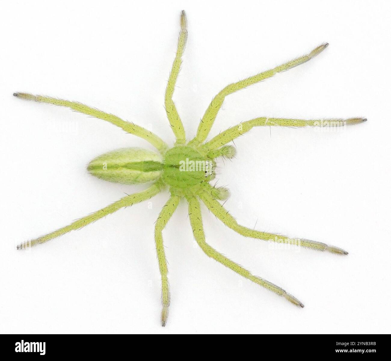 Green Huntsman Spider (Micrommata virescens Stock Photo - Alamy