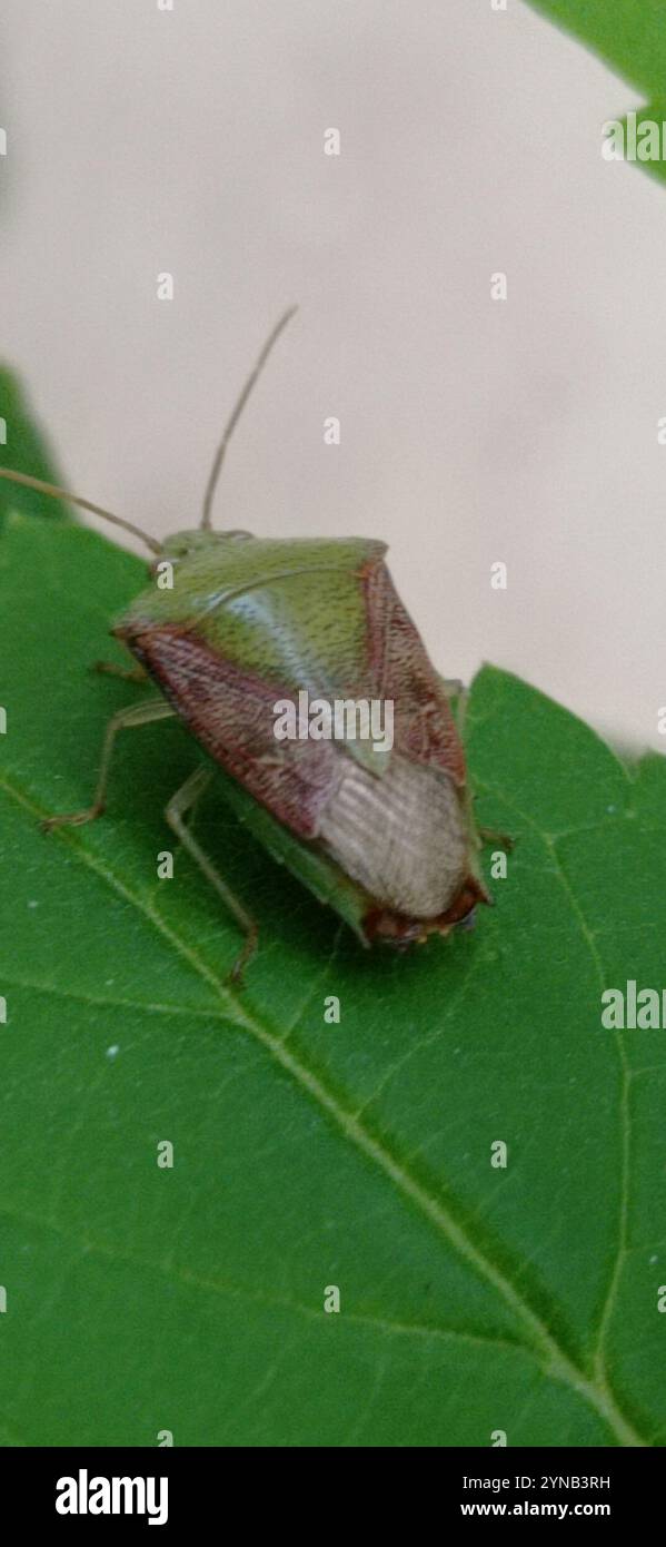 True Bugs (Heteroptera Stock Photo - Alamy