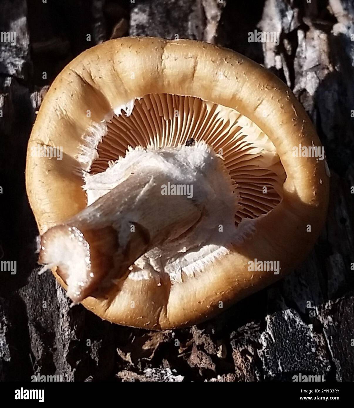 honey mushrooms (Armillaria Stock Photo - Alamy
