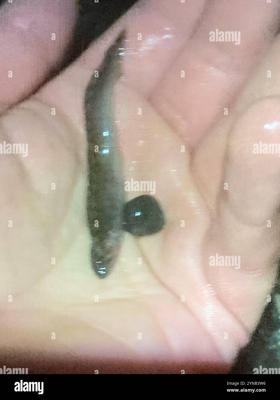 High Cockscomb (Anoplarchus purpurescens Stock Photo - Alamy