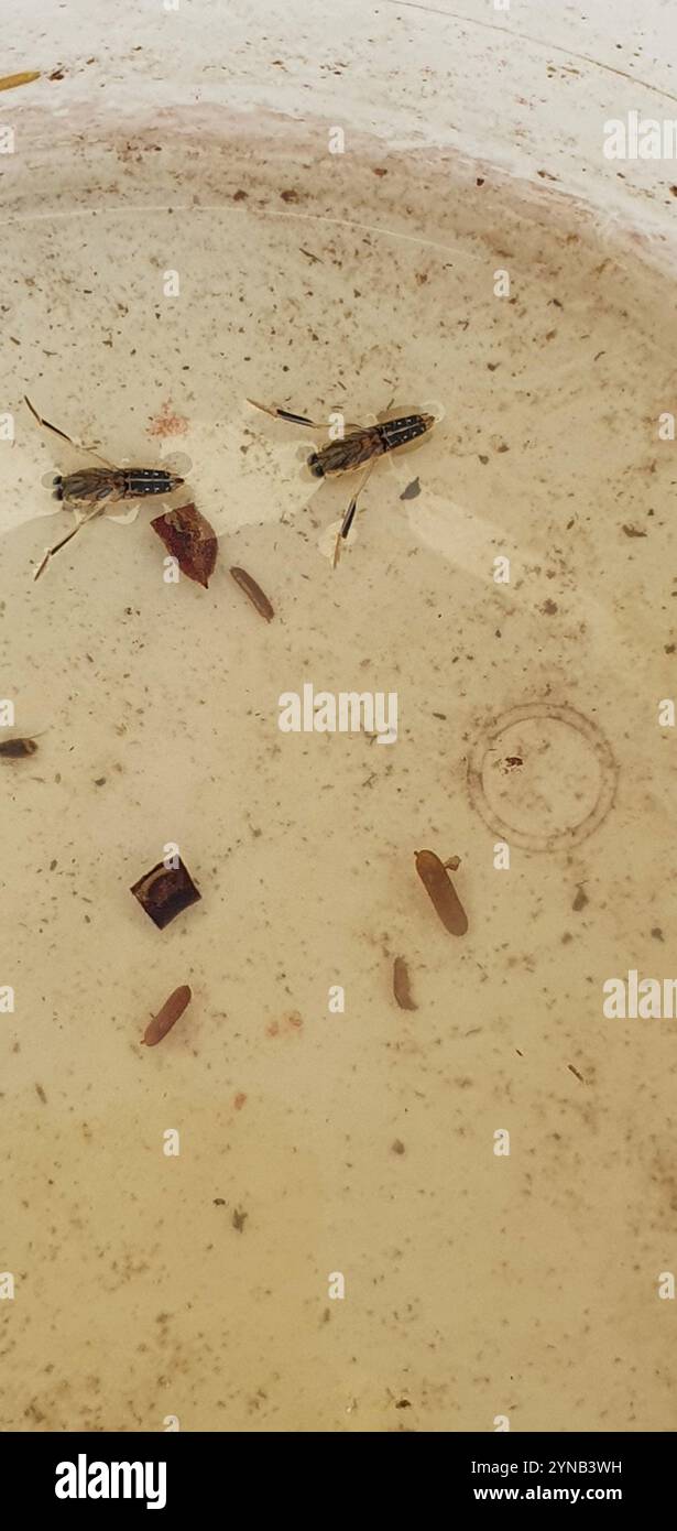 Common Backswimmers (Anisops Stock Photo - Alamy