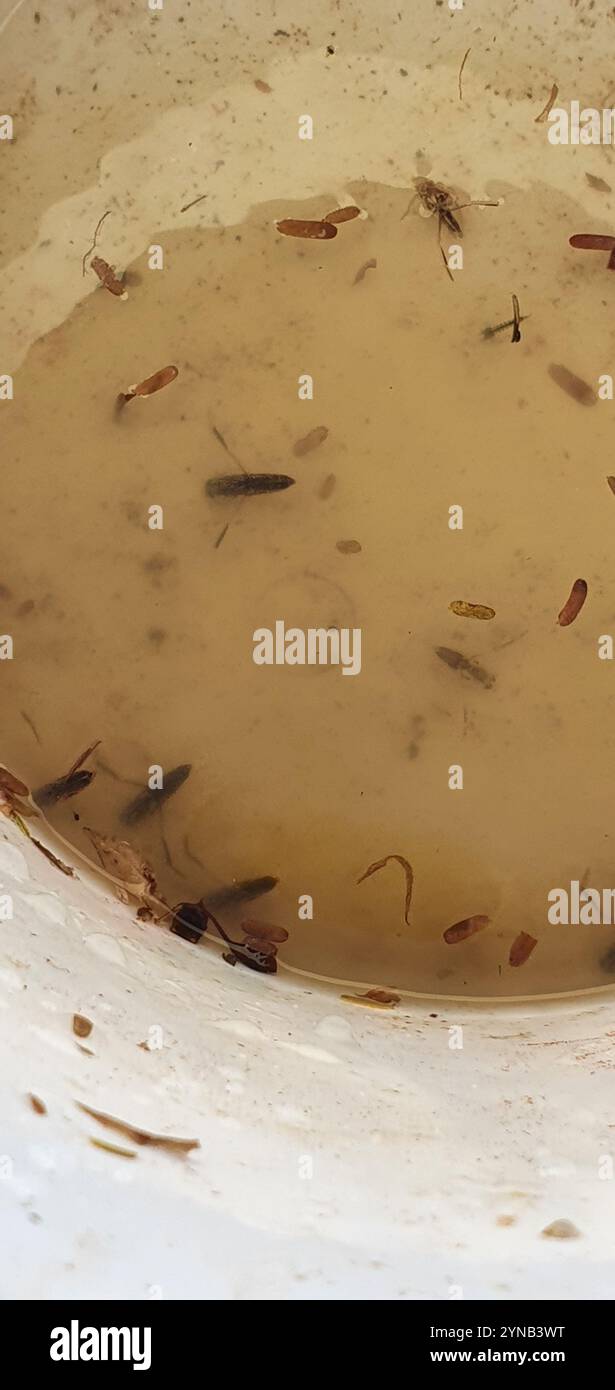 Common Backswimmers (Anisops Stock Photo - Alamy