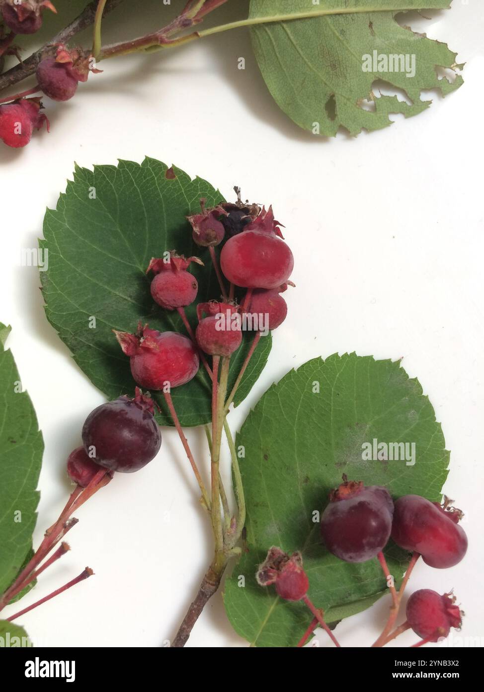 roundleaf shadbush (Amelanchier sanguinea Stock Photo - Alamy